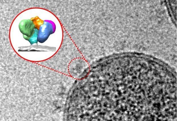 Electron Microscopy Hiv